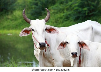 53,927 White ox Images, Stock Photos & Vectors | Shutterstock