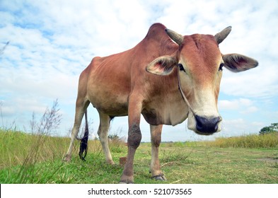 33,841 Ox And Bull Stock Photos, Images & Photography | Shutterstock