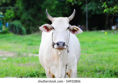 53,927 White ox Images, Stock Photos & Vectors | Shutterstock