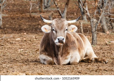 13,505 Ox face Images, Stock Photos & Vectors | Shutterstock