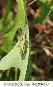Catantopidae Images, Stock Photos & Vectors | Shutterstock