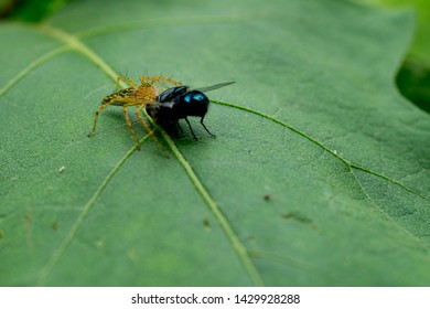 142 Oxyopes javanus Images, Stock Photos & Vectors | Shutterstock