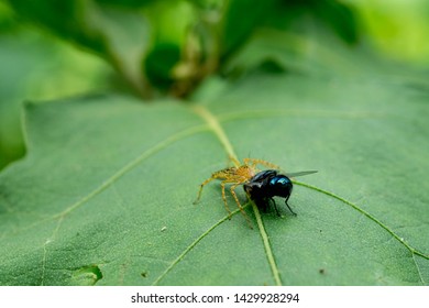 142 Oxyopes javanus Images, Stock Photos & Vectors | Shutterstock