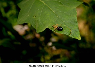 142 Oxyopes javanus Images, Stock Photos & Vectors | Shutterstock