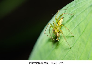 142 Oxyopes javanus Images, Stock Photos & Vectors | Shutterstock