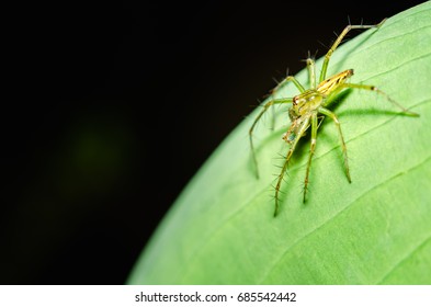 142 Oxyopes javanus Images, Stock Photos & Vectors | Shutterstock