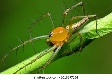 96 imágenes de Throll - Imágenes, fotos y vectores de stock | Shutterstock