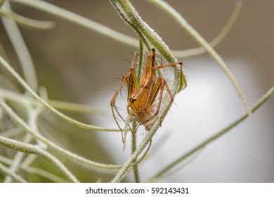142 Oxyopes javanus Images, Stock Photos & Vectors | Shutterstock