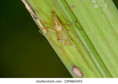 142 Oxyopes javanus Images, Stock Photos & Vectors | Shutterstock