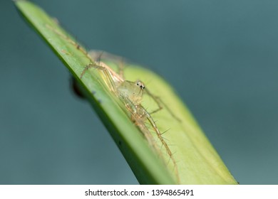 142 Oxyopes javanus Images, Stock Photos & Vectors | Shutterstock