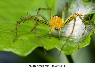 142 Oxyopes javanus Images, Stock Photos & Vectors | Shutterstock