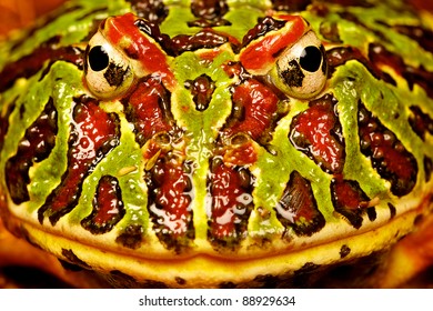Pac Man Toad Stock Photo (Edit Now) 88929634