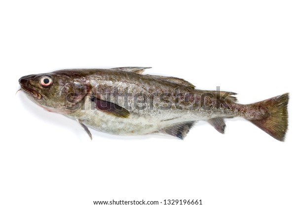 Pacific Cod On White Background Stock Photo (Edit Now) 1329196661