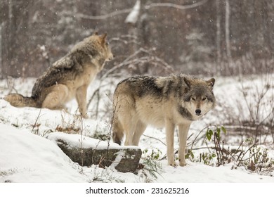 Pack Timber Wolves Stock Photo 231625216 | Shutterstock
