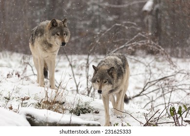 1,273 Fierce wolf pack Images, Stock Photos & Vectors | Shutterstock