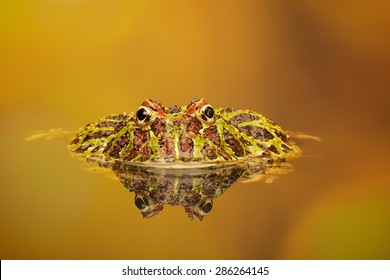 240 Pacman toad Images, Stock Photos & Vectors | Shutterstock