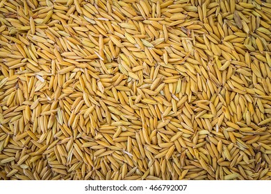 Photo de stock Stalks Oats On Background Oat Grains 132845786 ...