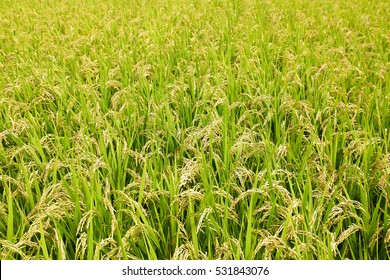 "Paddy background" - 319.085 Ảnh, vector và hình chụp có sẵn | Shutterstock