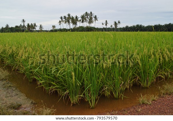 Paddy Field Coconut Tree Background Stock Photo 793579570 | Shutterstock