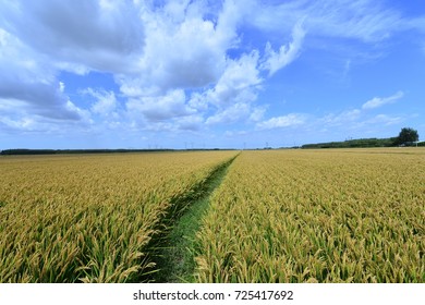31,484 Dry paddy field 图片、库存照片和矢量图 | Shutterstock