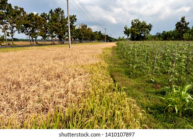 Paddy Fields Damaged By Brown Plant Stock Photo 1410107897 | Shutterstock