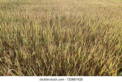 Paddy Fields Top View Stock Photo (Edit Now) 720887428