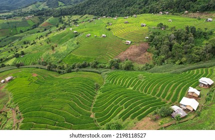 Paddy Rice Fields Shape Layer Papongpaing Stock Photo 2198118527 ...