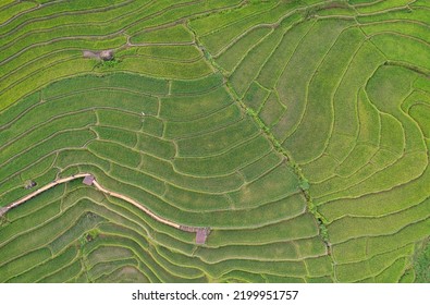 Paddy Rice Fields Shape Layer Papongpaing Stock Photo 2199951757 ...