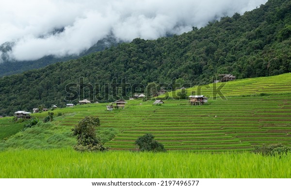 Paddy Rice Fields Shape Layer Papongpaing Stock Photo 2197496577 ...