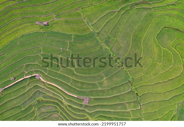 Paddy Rice Fields Shape Layer Papongpaing Stock Photo 2199951757 ...