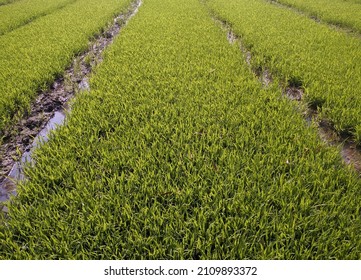 440 Paddy seedbed Images, Stock Photos & Vectors | Shutterstock