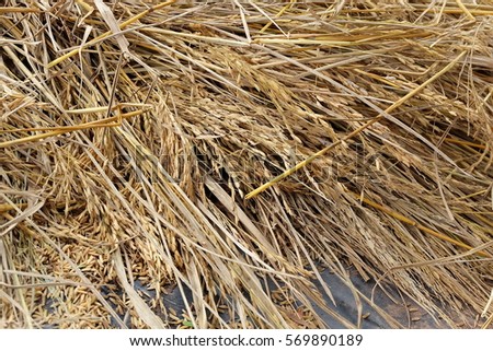 Paddy Straw Stock Photo (Edit Now) 569890189 - Shutterstock