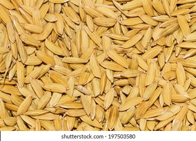 Paddy Texture Stock Photo 197503580 | Shutterstock