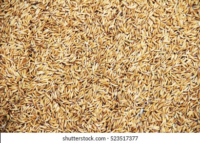 Paddy Texture Background Stock Photo 523517377 | Shutterstock