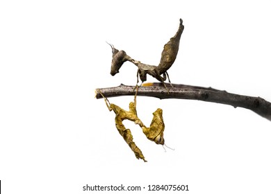 Acanthops Images, Stock Photos & Vectors | Shutterstock