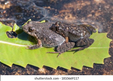 730 Froglet Images, Stock Photos & Vectors | Shutterstock