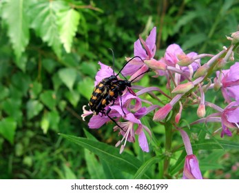 Hummingbird Moth On Milkweed Plant Stock Photo 1155471838 | Shutterstock