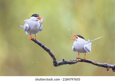 1,546 Stern bird Images, Stock Photos & Vectors | Shutterstock
