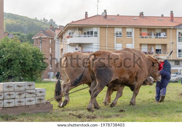 Pair Cows Dragging Heavy Blocks On Stock Photo 1978738403 | Shutterstock