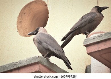 1,476 Couple crow Images, Stock Photos & Vectors | Shutterstock