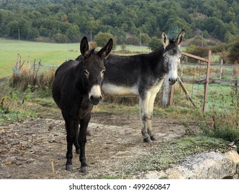 Big Horned Bull Dark Hair On Stock Photo 1485251669 | Shutterstock