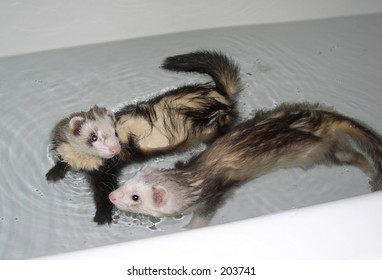 Pair Ferrets Bath Stock Photo 203741 | Shutterstock