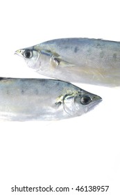 Raw Milkfish Isolated On White Background Stock Photo 1897665694 ...