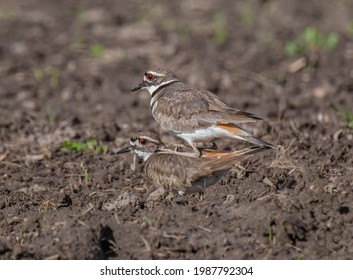 Pair Killdeer Mating Stock Photo 1987792304 | Shutterstock