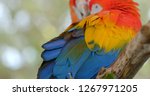 Pair Of Macaw PPT template 5 | CrystalGraphics