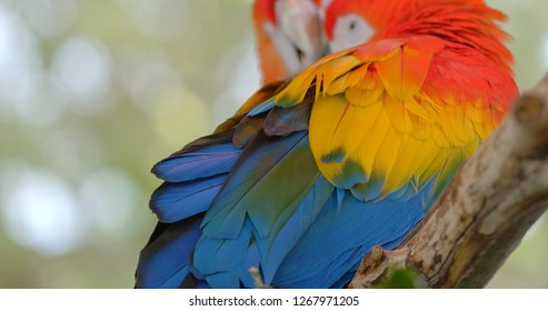 Pair Of Macaw PPT template 5 | CrystalGraphics