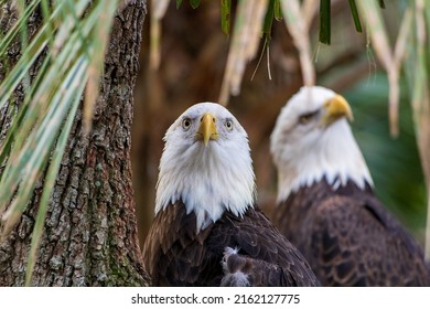 600 Bald eagle pair Images, Stock Photos & Vectors | Shutterstock