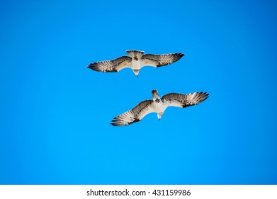 9,688 Bird From Below Images, Stock Photos & Vectors | Shutterstock