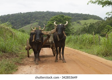 Pair Oxen Pull Load On Brazilian: foto de stock (editar ahora) 342853610