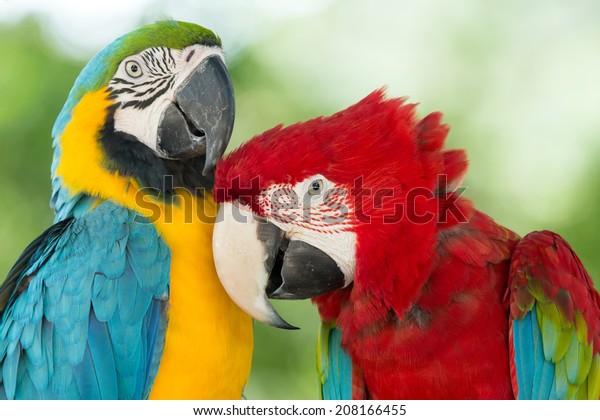 Pair Parrots Stock Photo (Edit Now) 208166455